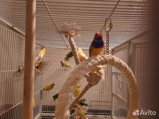 Амадины гульда