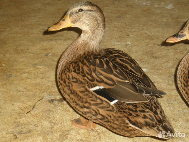 Утка кряква