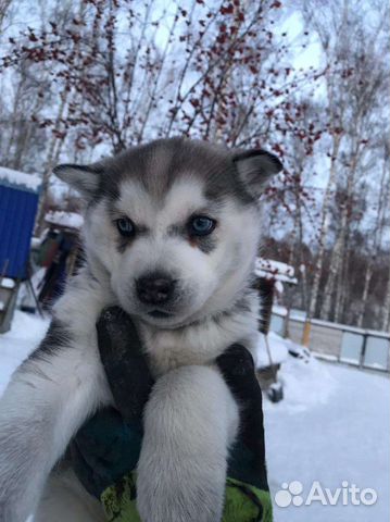 Щенки сибирской хаски