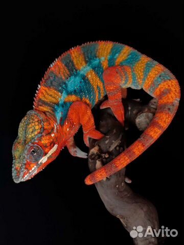 Пантеровый хамелеон и террариум