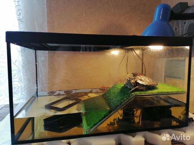 Красноухая черепаха с аквариумом