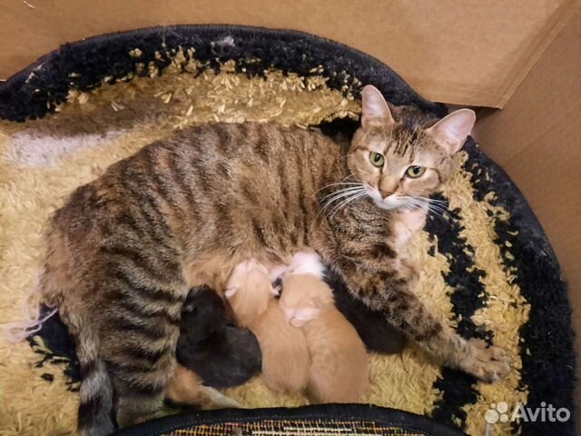 Котята в добрые руки