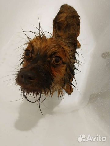 Отдам бесплатно в хорошие руки