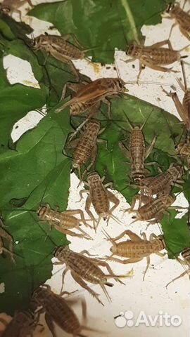 Сверчки живые