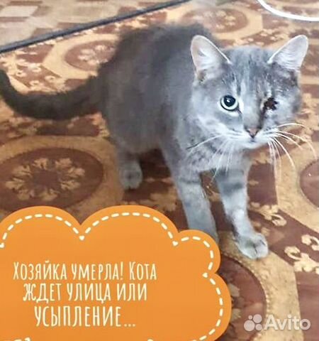 Серый дымчатый добрый котик