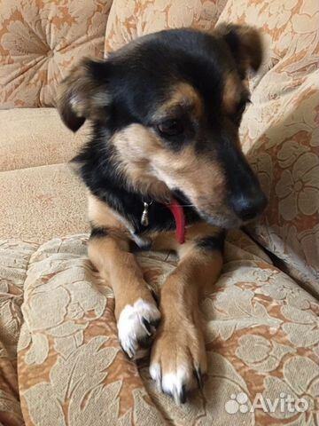 Собачка, чудесная девочка, мелкая