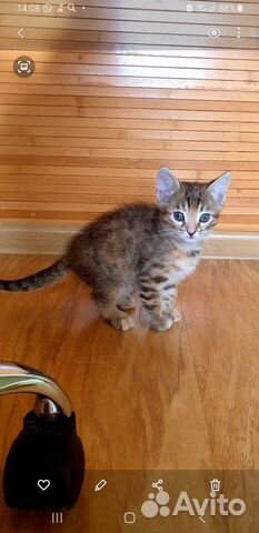 Отдам бенгальского котенка