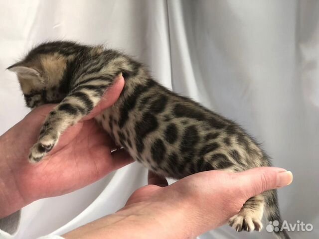 Бенгальские котята