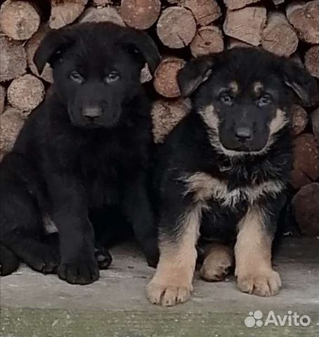 Немчики(фото реальное)