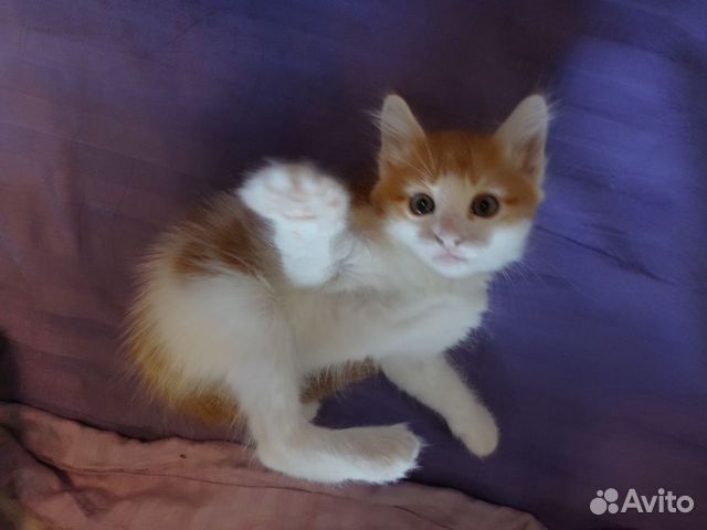 Котенок: котик 1,5 мес белый с рыжими пятнышками