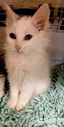 Белый пушистый котёнок Белоснежка