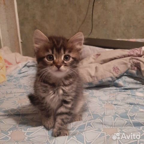 Отдам котенка в добрые руки