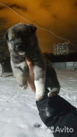 Отдам в добрые руки