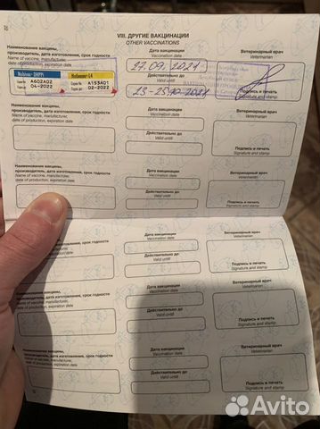 Домашние животные собаки