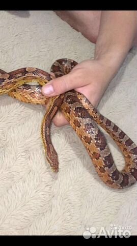 Моисовый полоз, взрослые