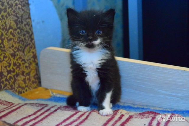 Котенок кот
