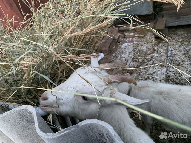 Коза руская и чешка