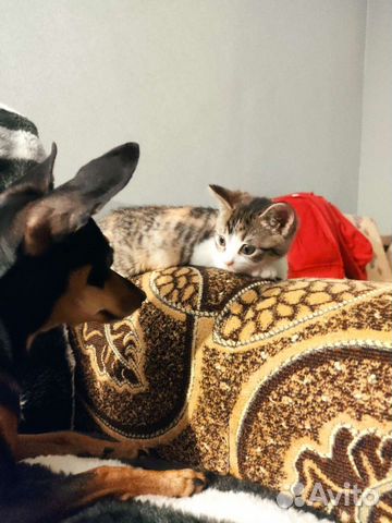 Котенок, который дружит с собакой