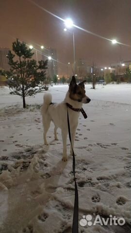 В добрые руки пес-компаньон, 1 год