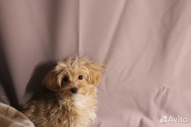 Мини мальтипу