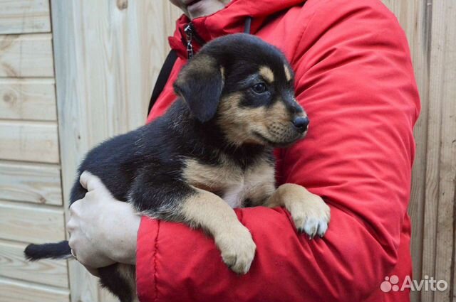 Колобок ищет дом