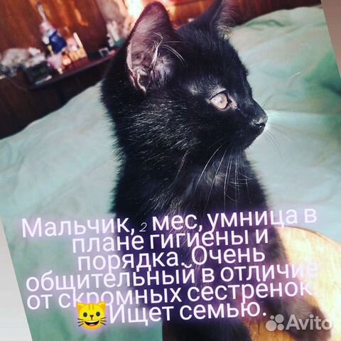 Умненький котёнок, 3 мес Ищет семью