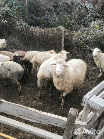 Овцы барашки