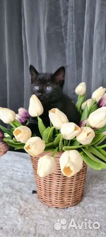 Котёнок