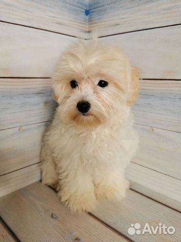 Мальтипу Ф1