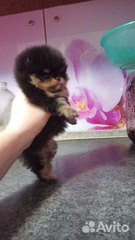 Померанский шпиц