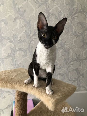 Котенок корниш-рекс