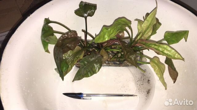 Криптокорина 4 куста и 3х литровая банка мха