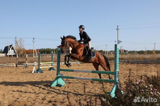 Продаются лошади