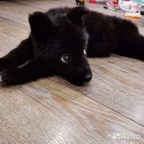 Чудесные малыши 3 месяца (3девочки и 1 мальчик)