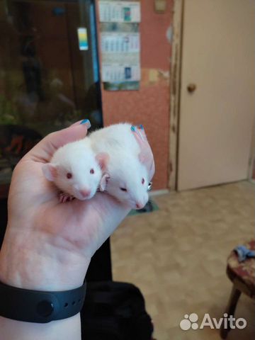 Крыса дамбо