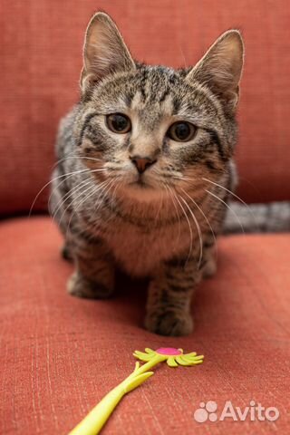 Добрый котенок