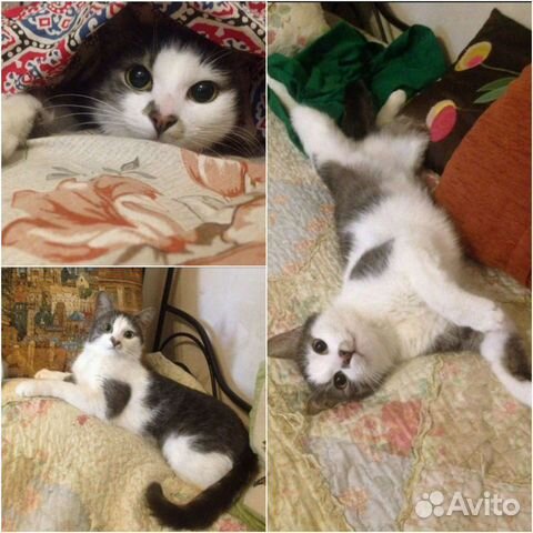 Молоденькая кошечка