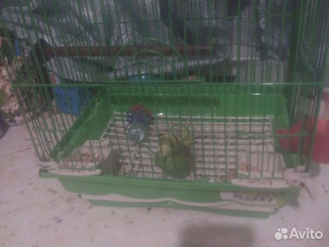 Попугай девочка волнистик