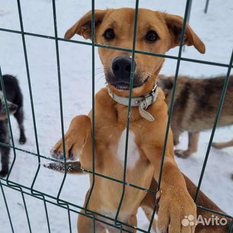 Небольшая милая собачка в добрые руки