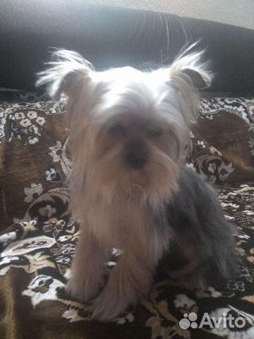 Йоркширский терьер мини