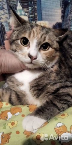 Найдена 07.12 малышка Эльза