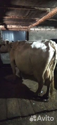 Корова яловая