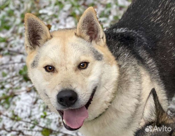 Метис лайки Сахарок в поисках дома