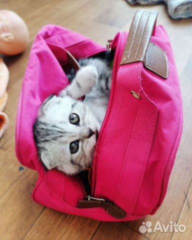 Вислоухий котенок