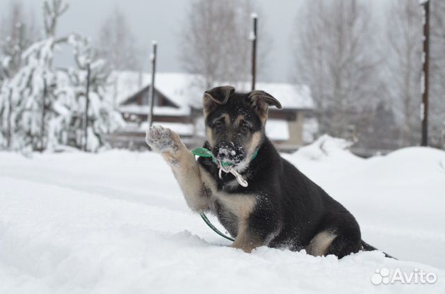Шикарны кобель вео