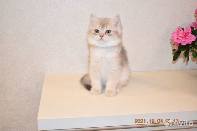 Британские котята