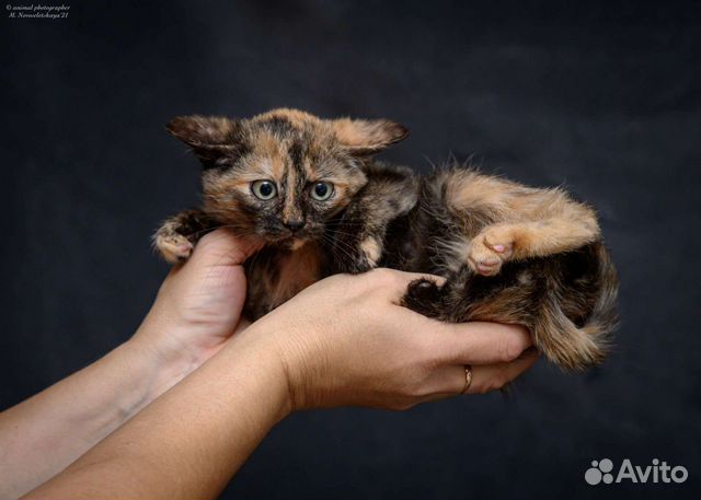 Котенок Чара а добрые руки