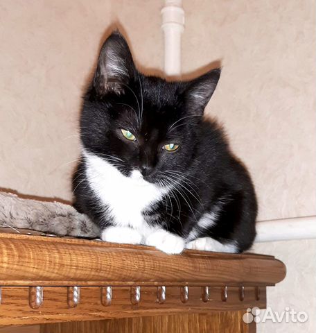 В дар котята черно-белые. Девочка и мальчик, 3.5 м