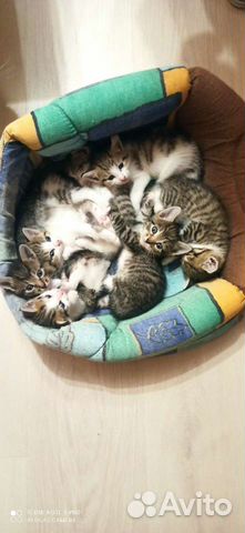 Котята, родились 15 октября, маленькие тигрики