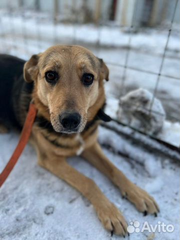 Собака ищет теплый уютный дом